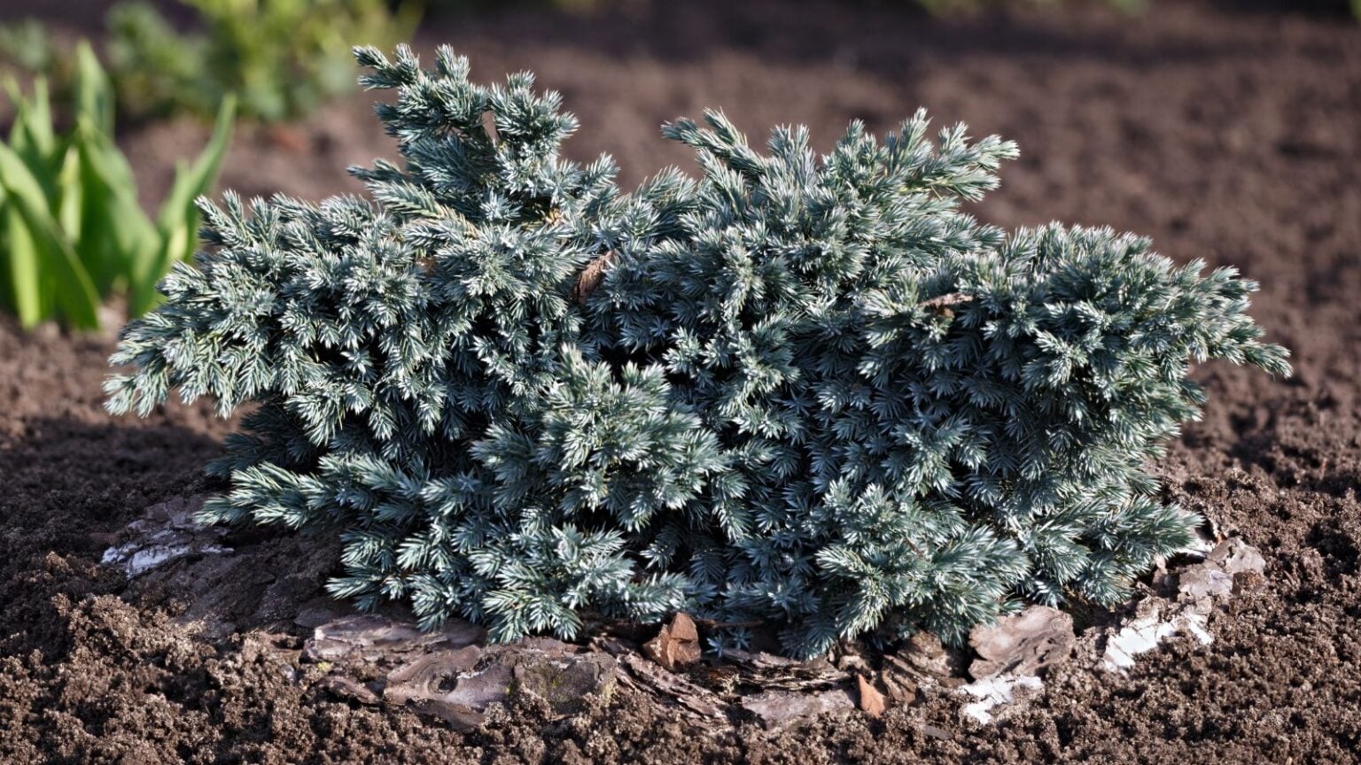 How to Plant, Grow, and Care for Blue Star Juniper