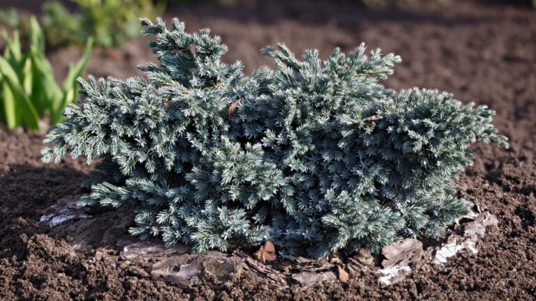 How to Plant, Grow, and Care for Blue Star Juniper