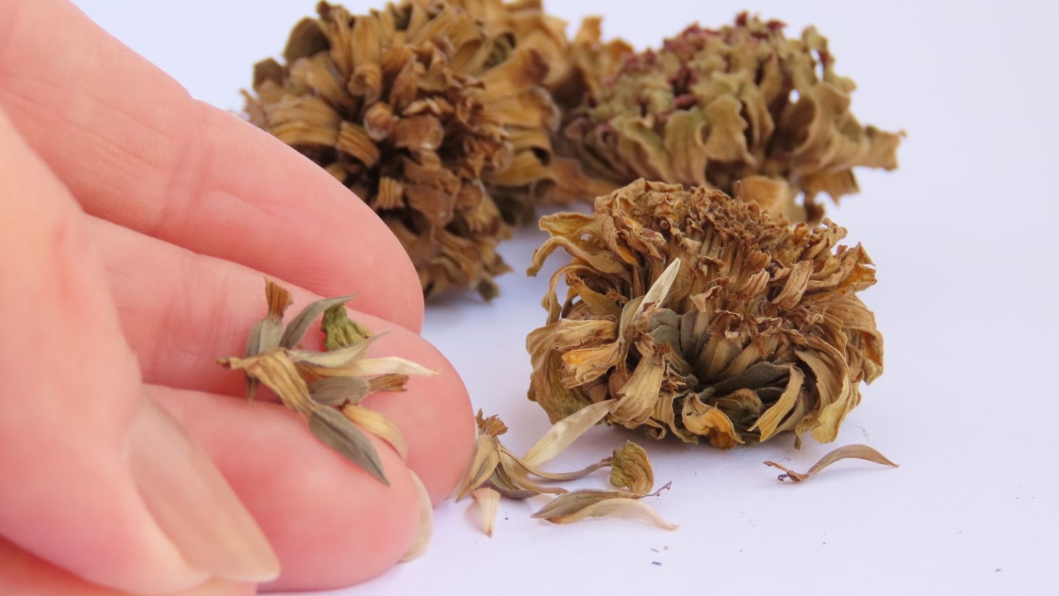 Fall Seed Collection and Storage Techniques for Home Gardeners