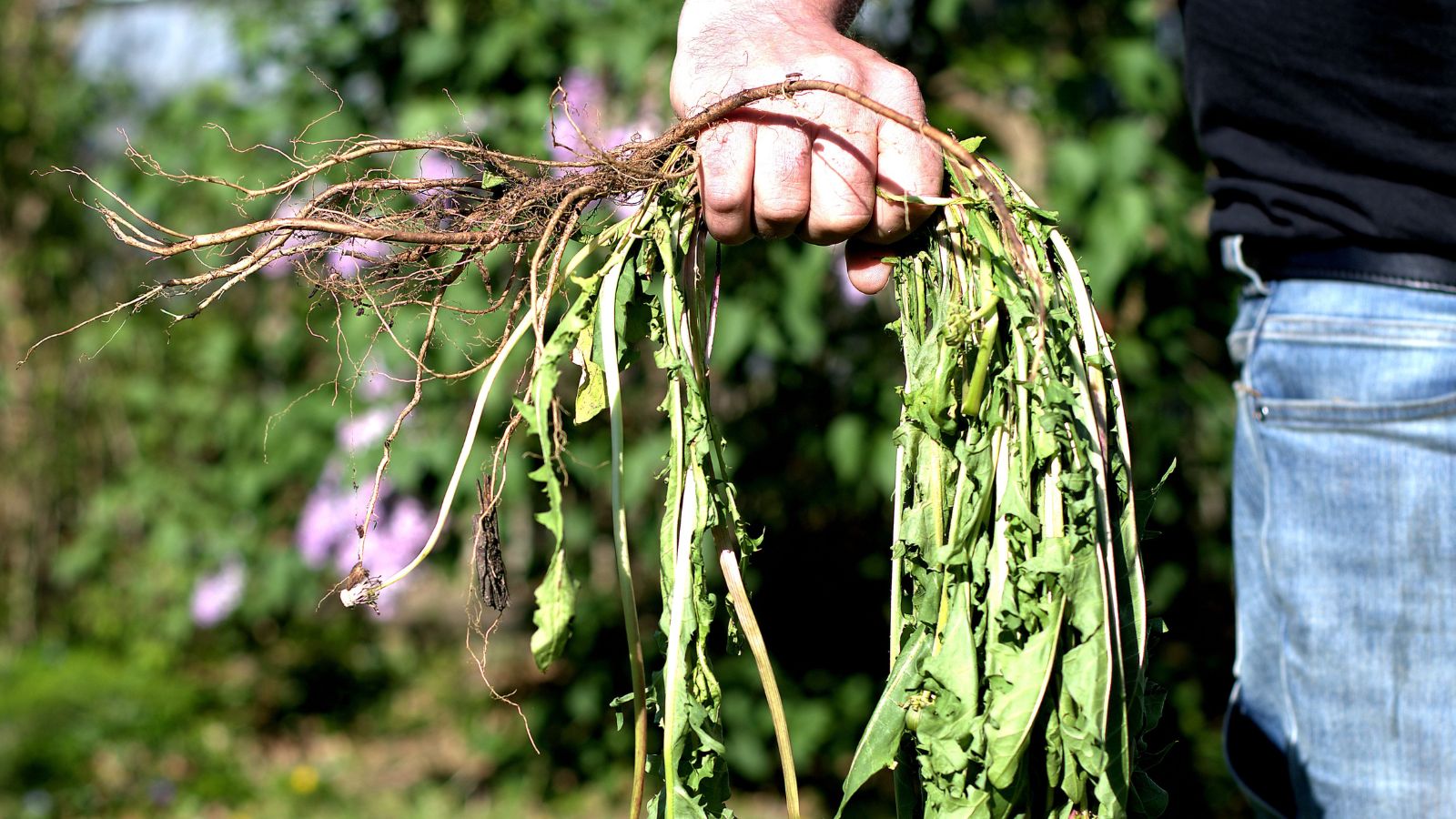 7 Environmentally-Friendly Ways to Get Rid of Invasive Plants