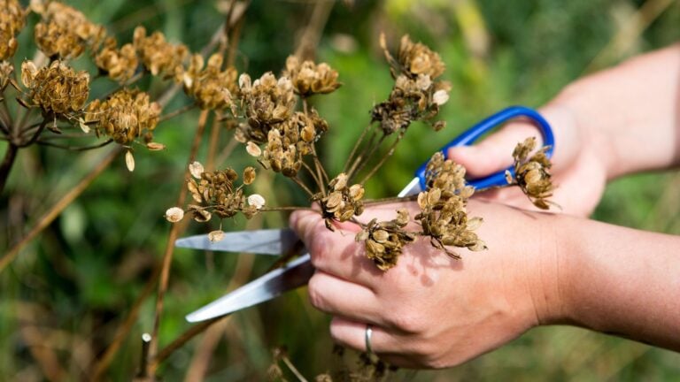 7 Environmentally-Friendly Ways to Get Rid of Invasive Plants