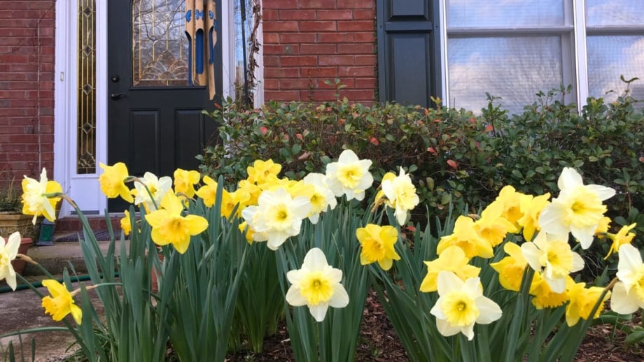 11 Stunning Perennial Plants That Transform the Front of Your House