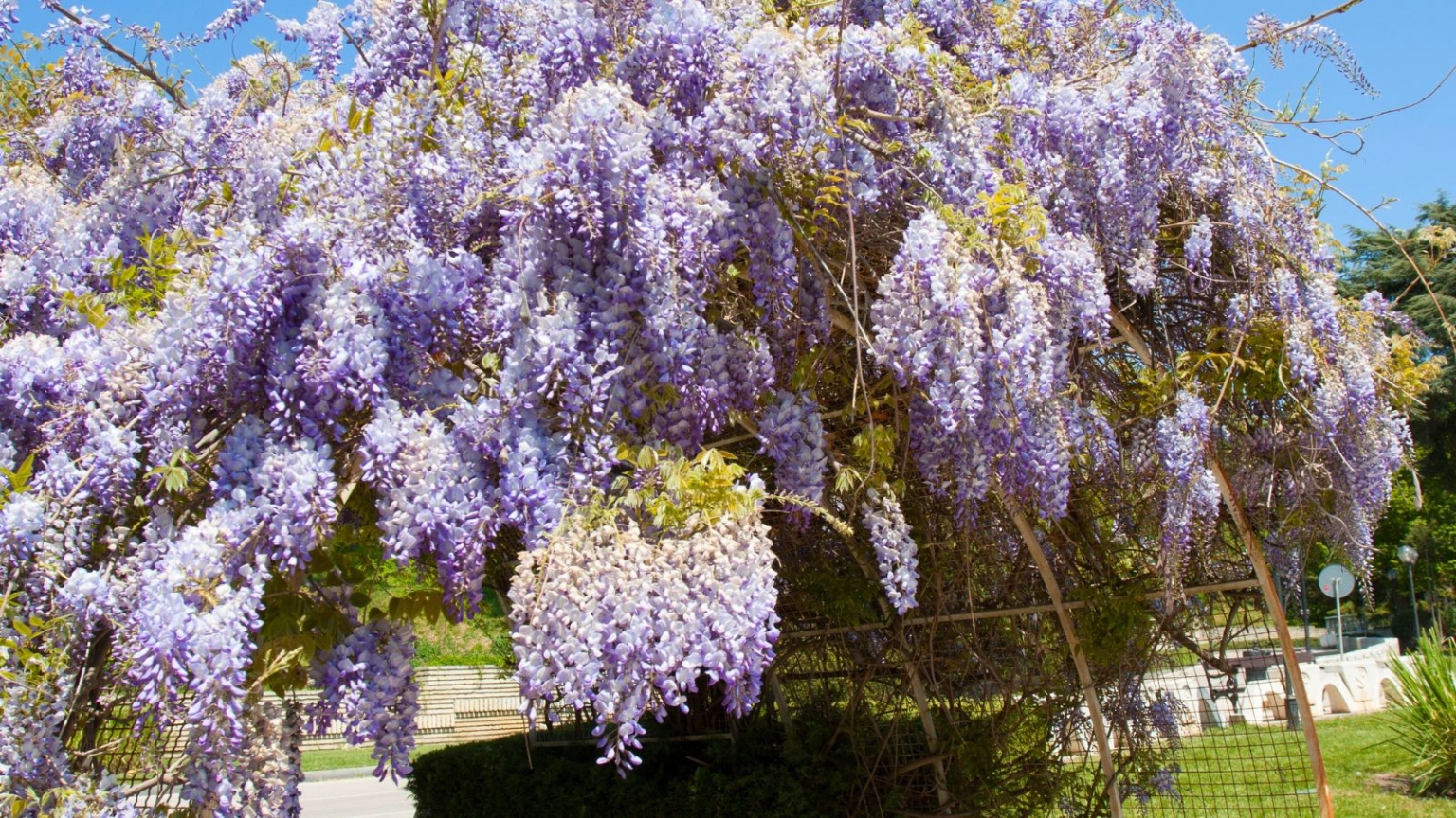 How to Train Wisteria Vines