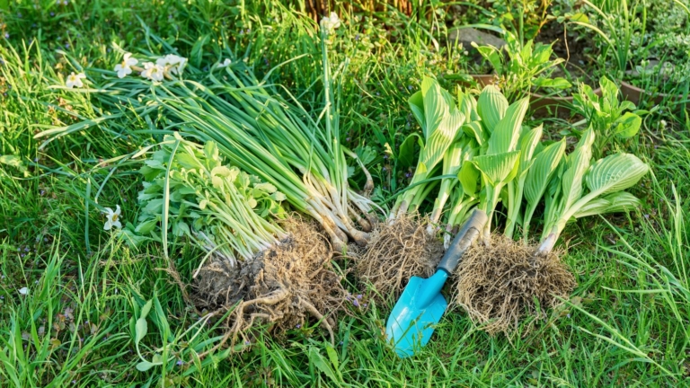 When and How to Divide and Replant Popular Perennials