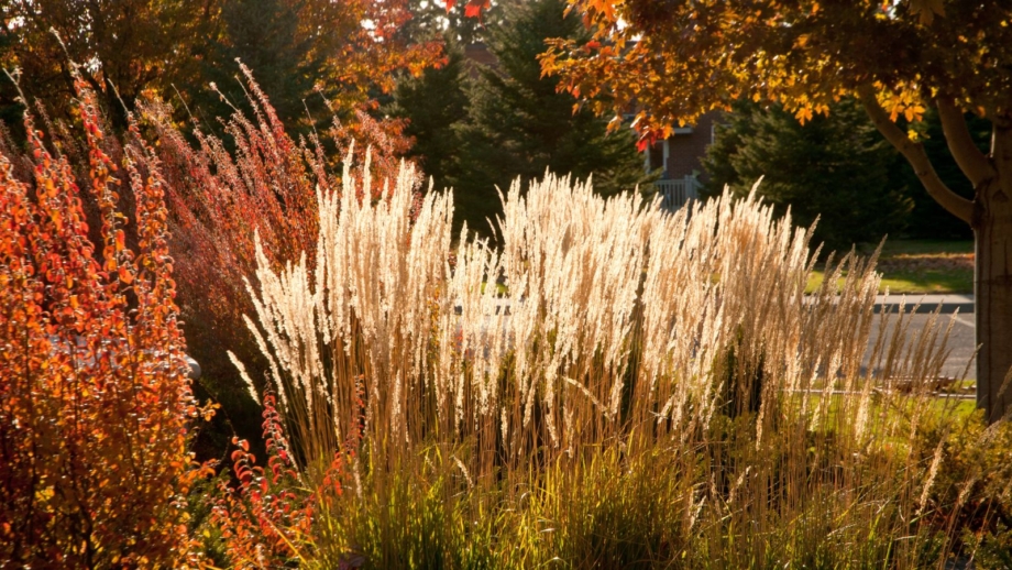 25 Perennials with Stunning Color-Changing Foliage Through the Seasons