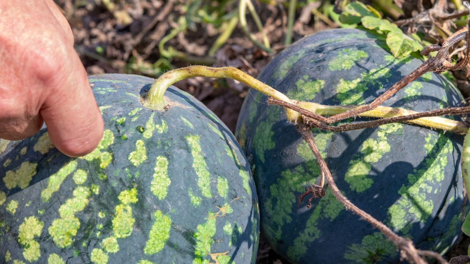How to Tell if Melons are Ready to Harvest