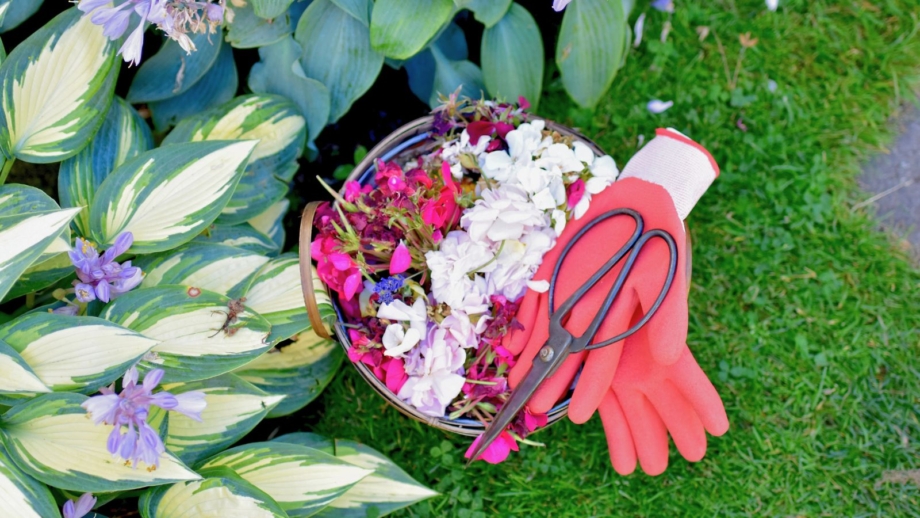 When Perennials Look Terrible in August (and What to Do About it)