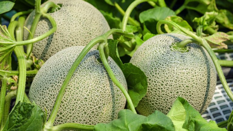 How to Tell if Melons are Ready to Harvest
