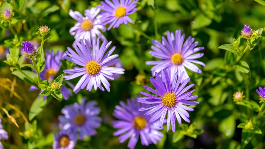 51 Summer Flowers You Must Have In Your Garden