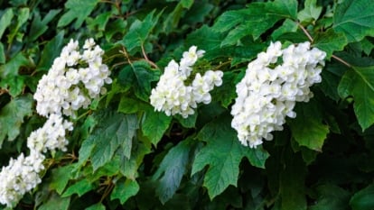 How to Tell If Your Hydrangeas Bloom on Old Wood (Before You Cut)