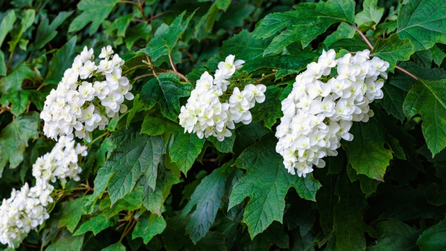 How to Tell If Your Hydrangeas Bloom on Old Wood (Before You Cut)