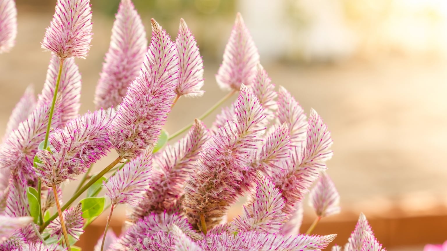 How to Plant, Grow, and Care for Pink Mulla Mulla