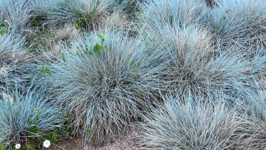 9 Best Ornamental Grasses for Hot, Dry Landscapes