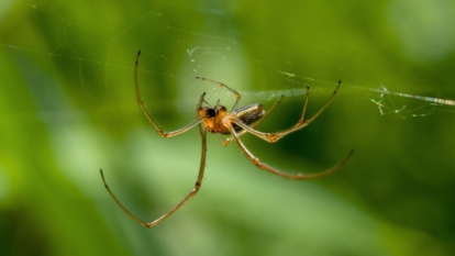 Good and Bad Spiders in the Garden: What You Should Know