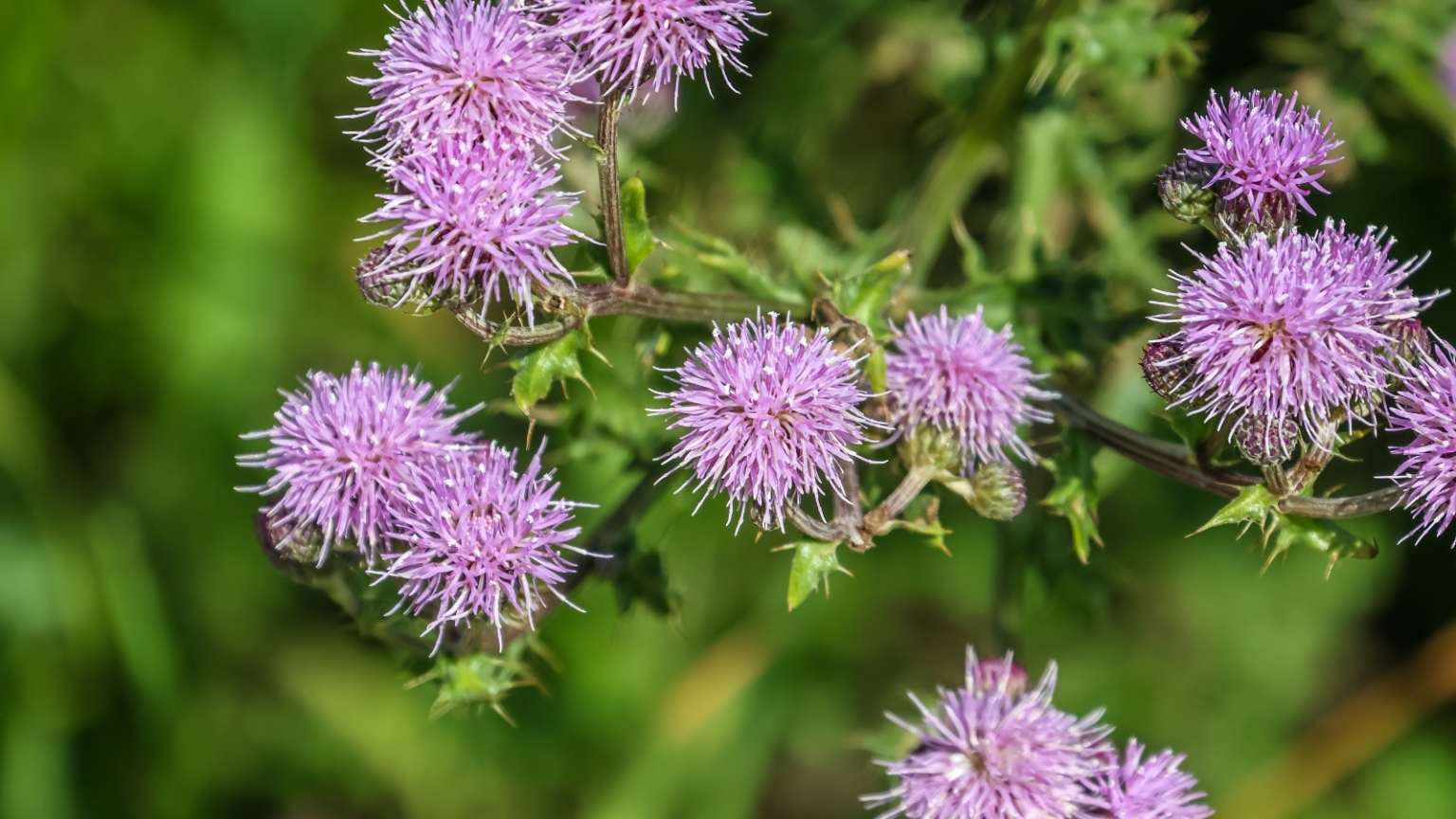 The 12 Most Difficult Weeds to Eradicate