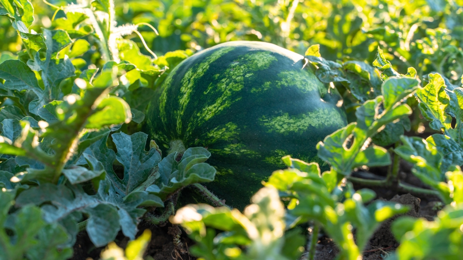 11 Most Difficult-to-Grow Vegetables in the Home Garden