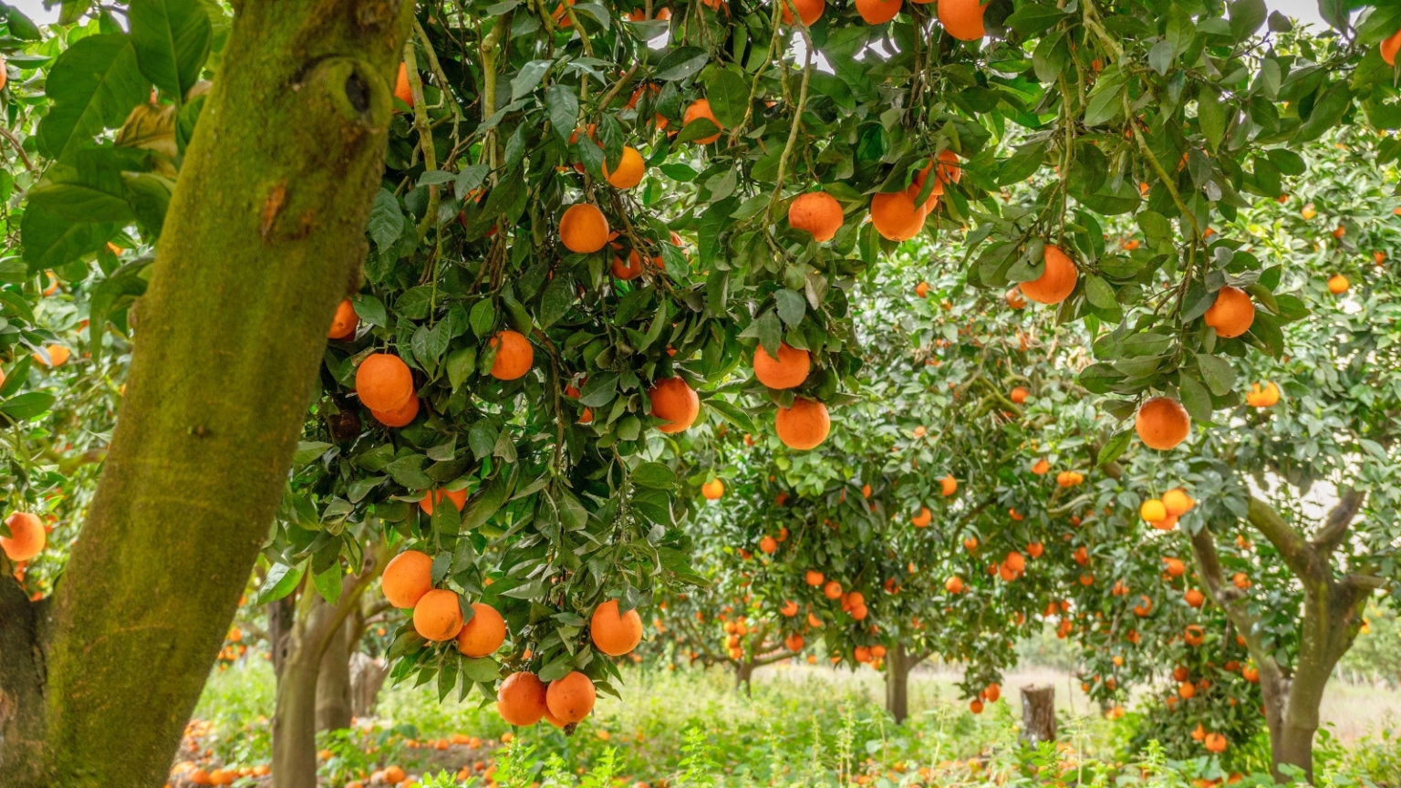 How To Plant Grow And Care For Navel Orange Trees