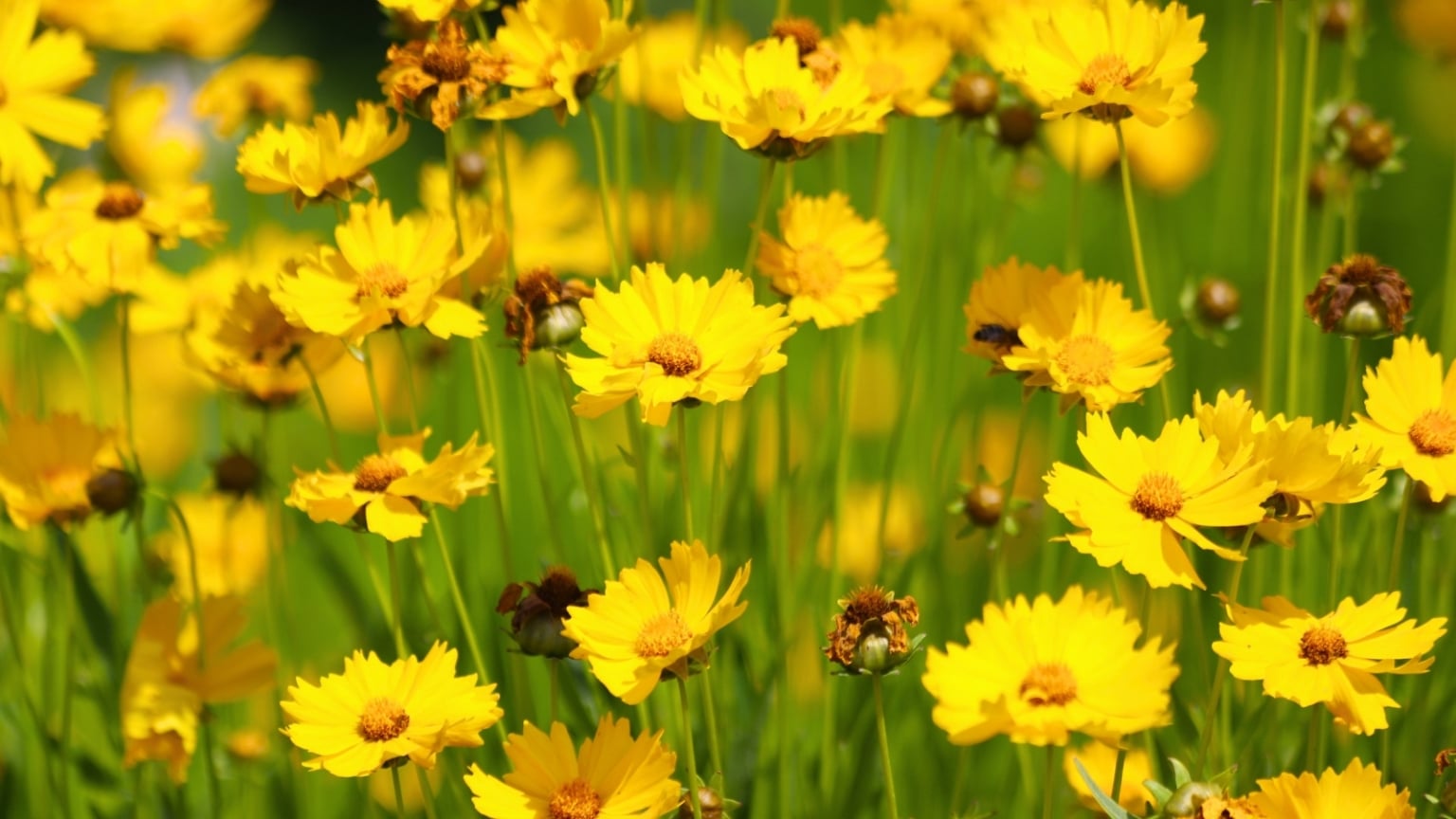 11 Summer-Blooming Plants You Should Cut Back in September