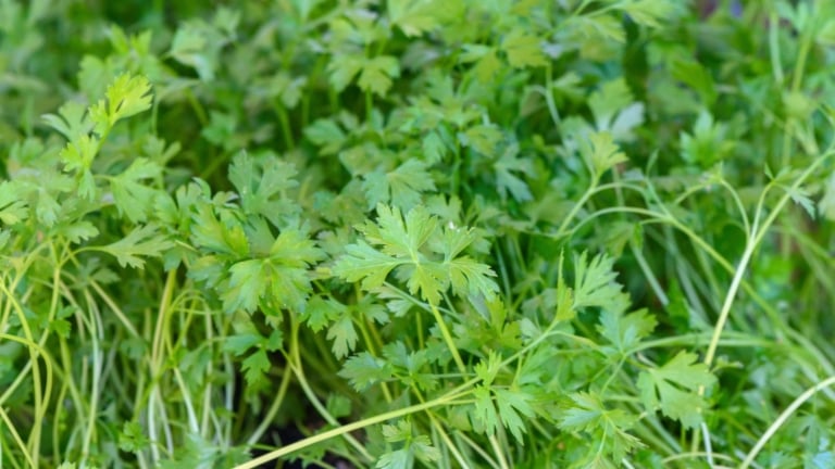 How to Harvest, Store, and Preserve Cilantro