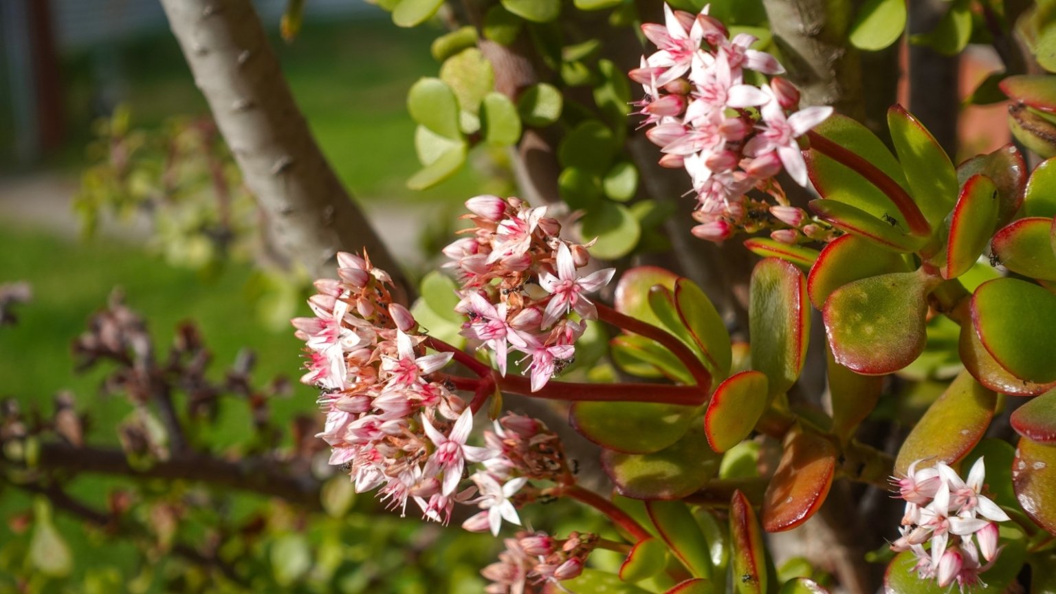 15 Gorgeous Flowering Desert Plants