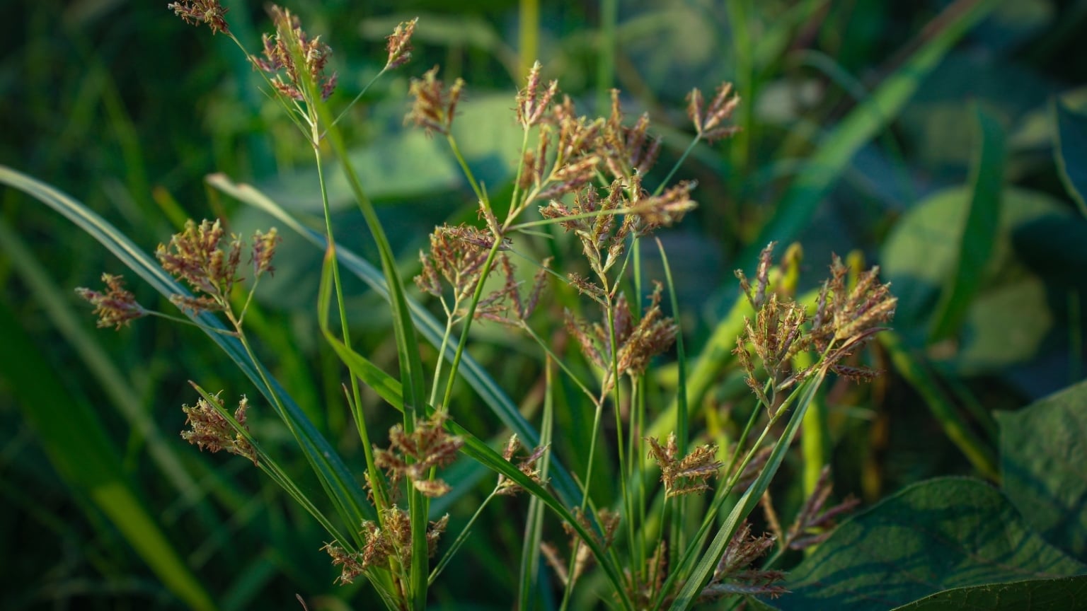 The 12 Most Difficult Weeds to Eradicate