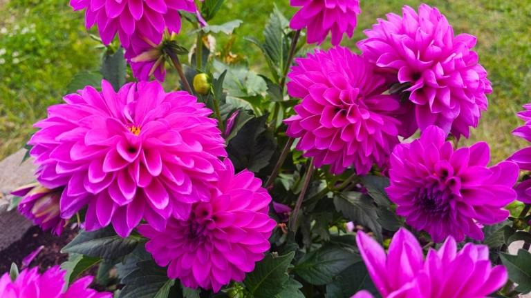 13 Stunning Flowers That Bloom in August