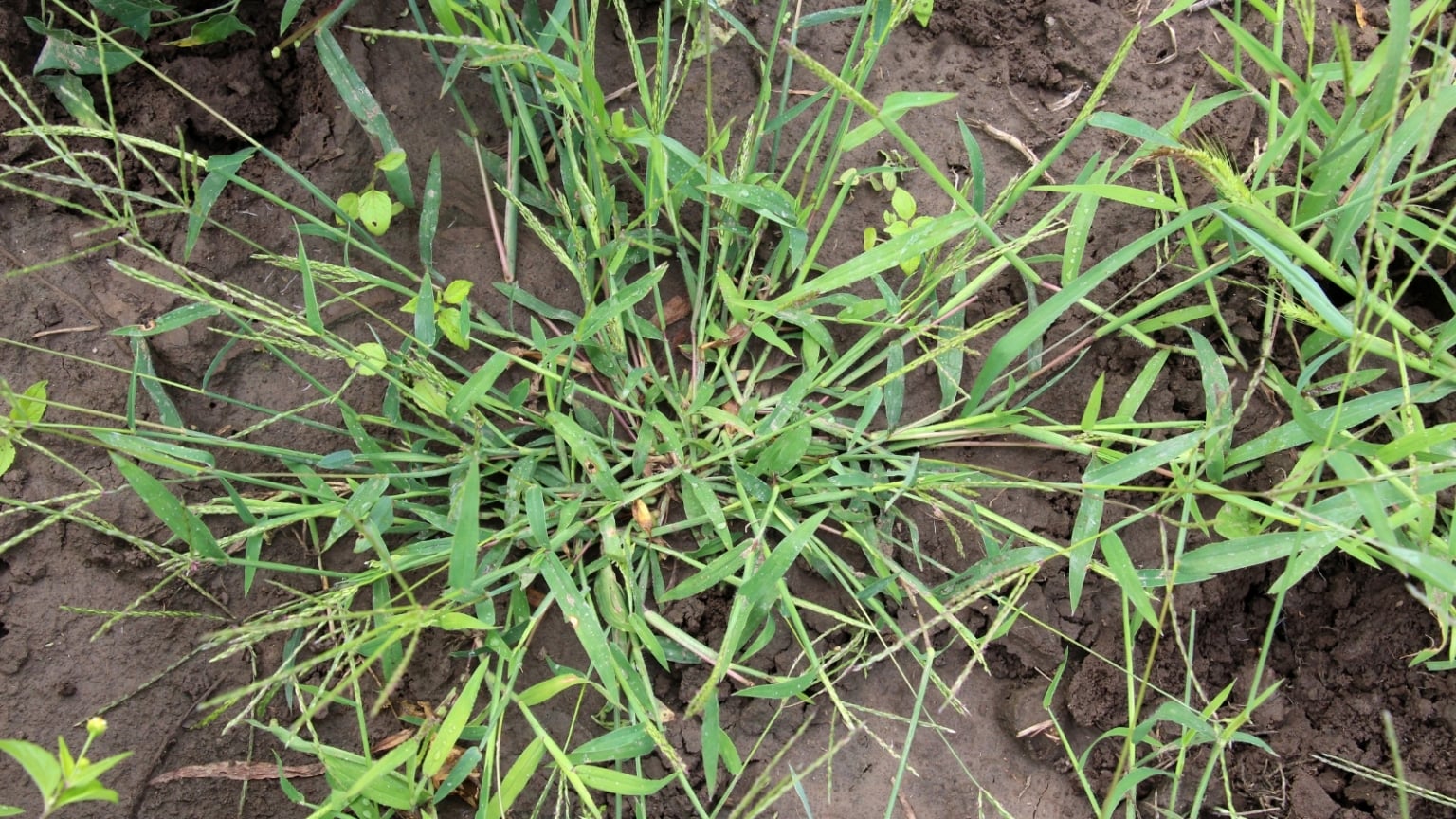 11 Weeds That Look Like Grass and How to Get Rid of Them