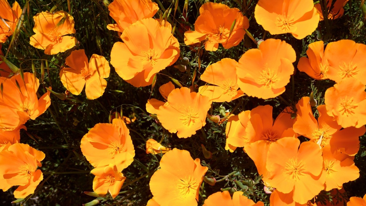 15 Gorgeous Flowering Desert Plants