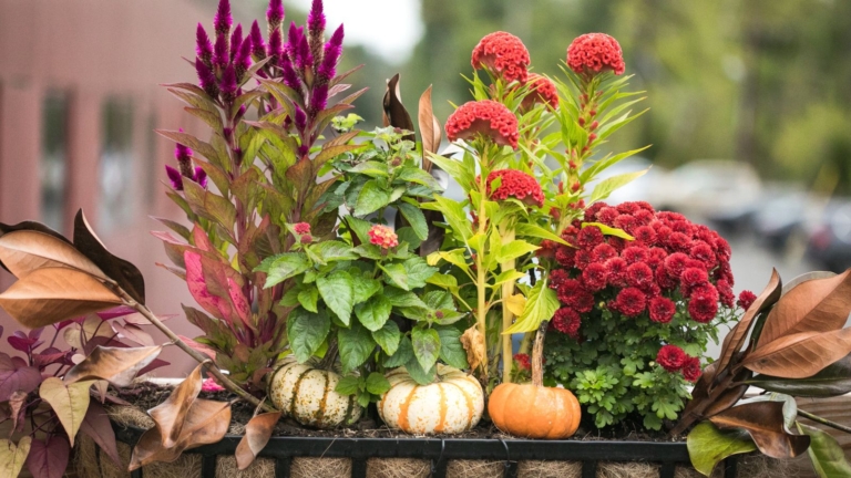 Fall Container Makeovers: 7 Ideas for Refreshing Summer-Tired Pots
