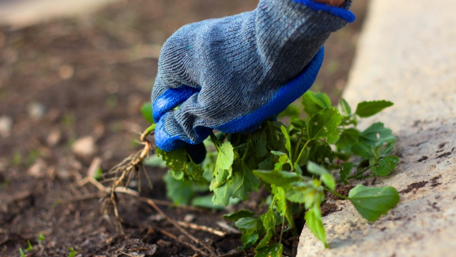 Spring Garden Prep: What You Need To Do To Get Ready To Grow - Epic ...