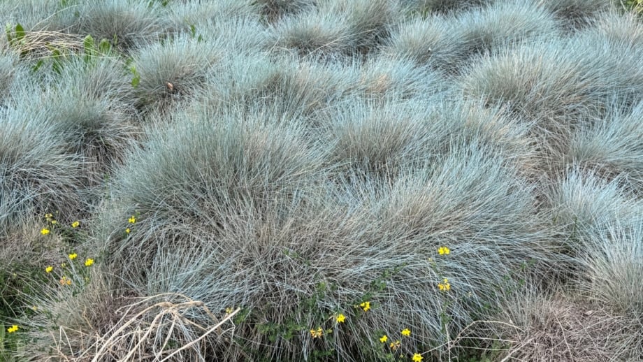 9 Best Grass Varieties That Stay Green All Year