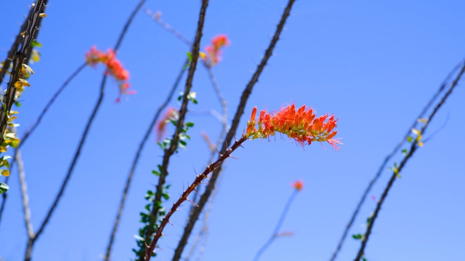 15 Gorgeous Flowering Desert Plants