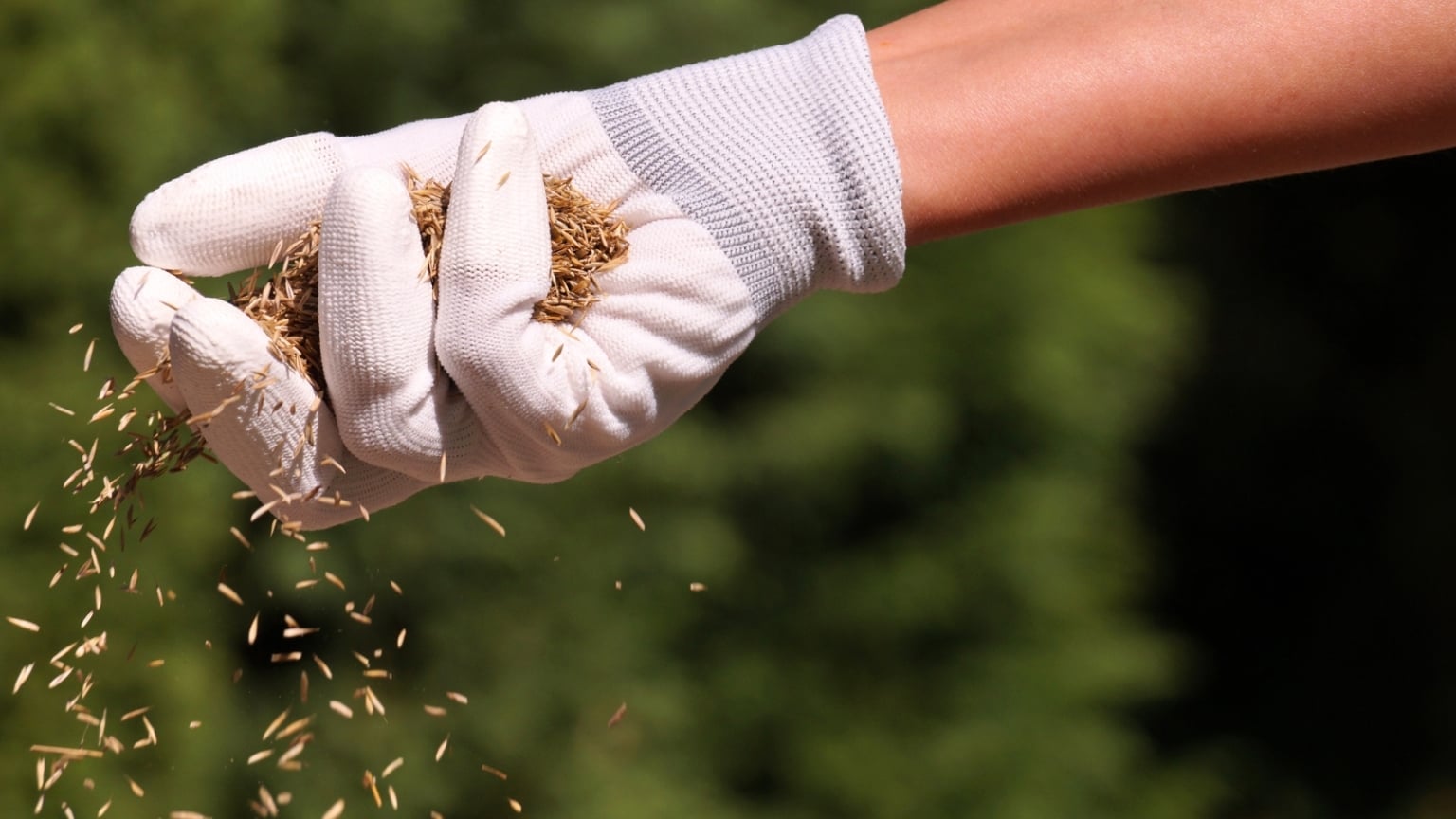 How To Plant Grass Seed in Your Lawn’s Bare Spots: 5 Easy Steps