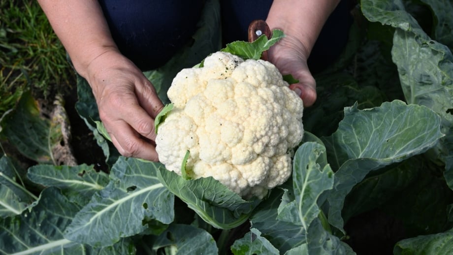 When to Harvest the Most Common Autumn Vegetables: A Beginner's Guide