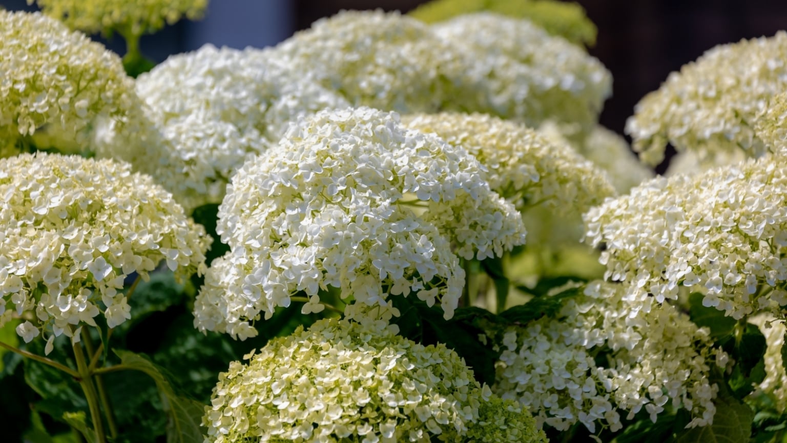 How to Tell If Your Hydrangeas Bloom on Old Wood (Before You Cut)