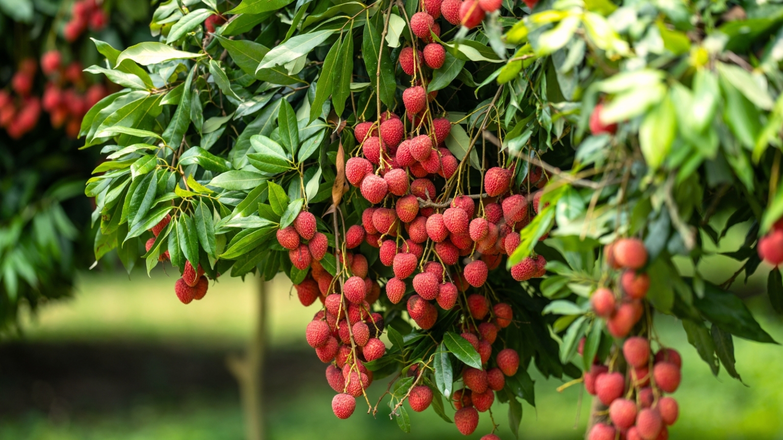 11 Fruit Trees You Should Prune Right After Harvest