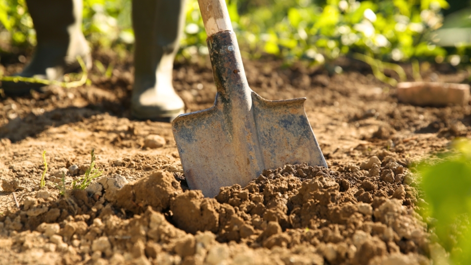 How to Plant, Grow, and Care For Concord Grapes