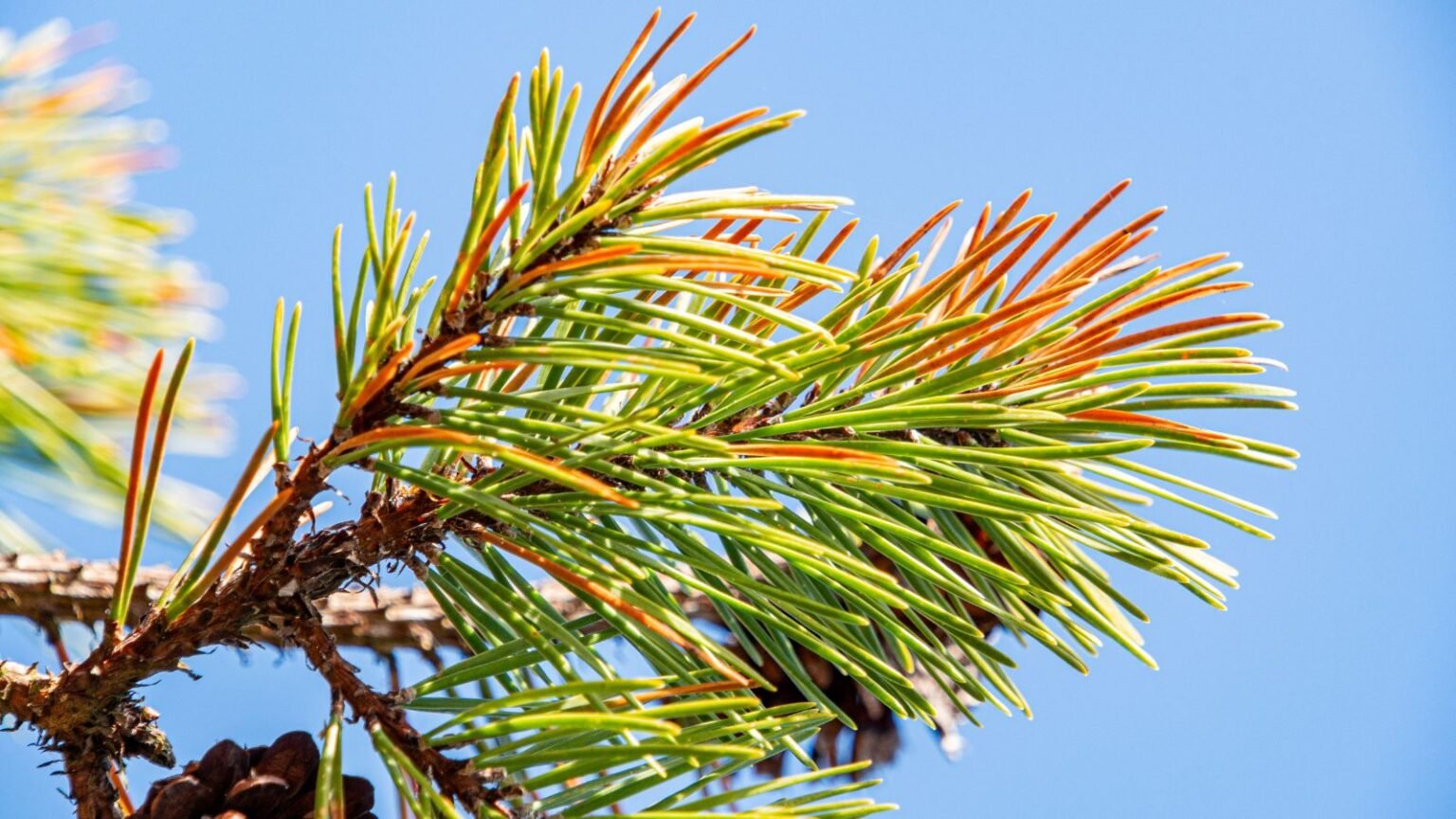 Pine Trees Turning Brown: Causes and Solutions