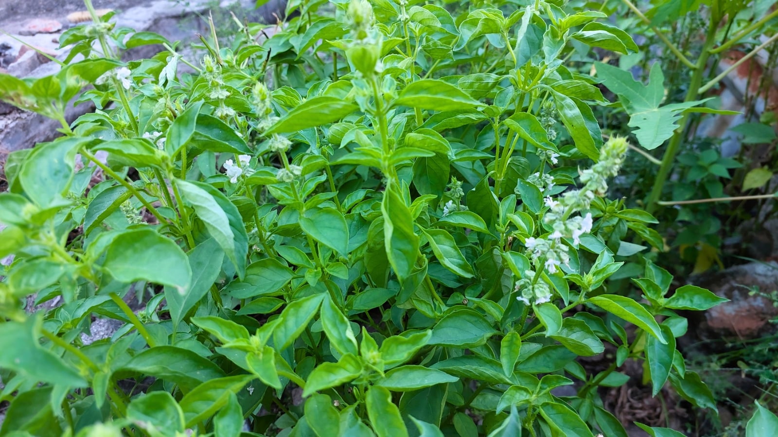 11 Garden Plants We Love That Smell Like Lemons
