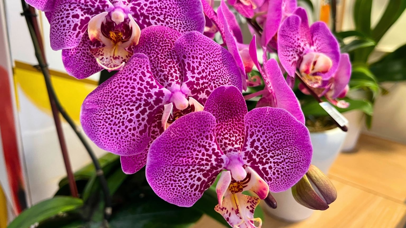 11 Best Flowers for Allergy Sufferers