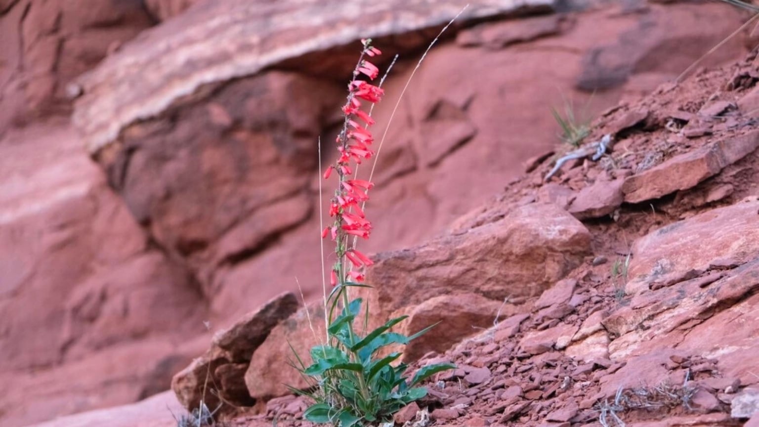 15 Gorgeous Flowering Desert Plants