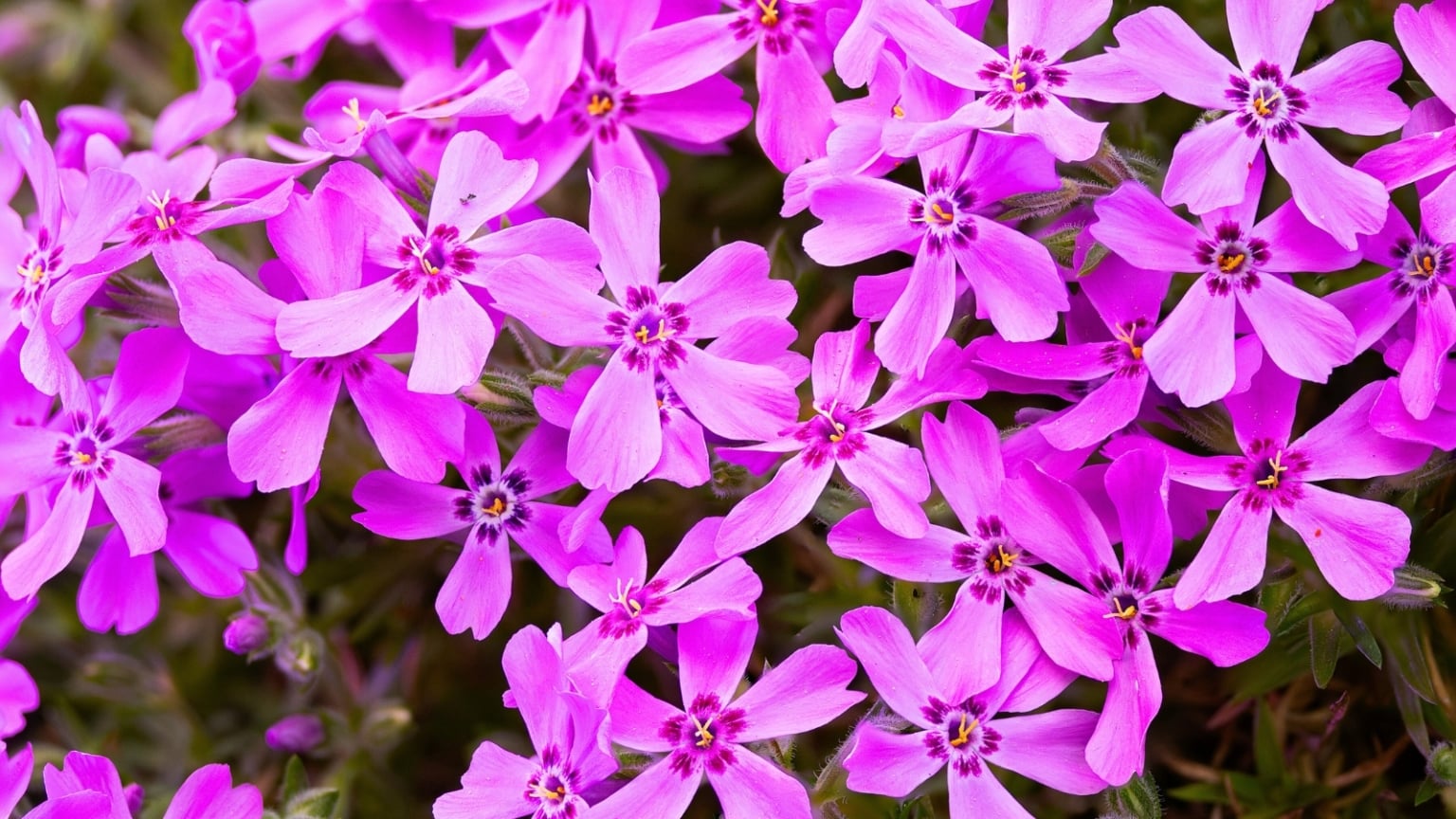 11 Best Flowers for Allergy Sufferers