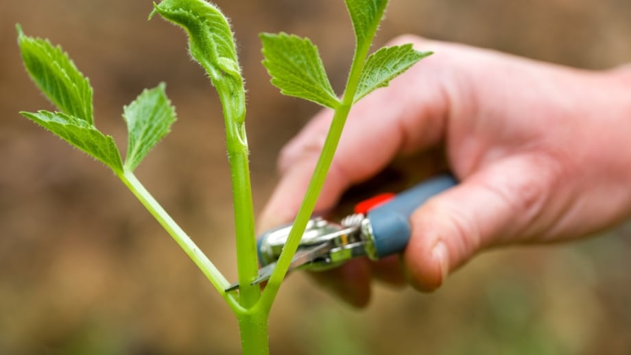How To Prune Dahlias for More Blooms