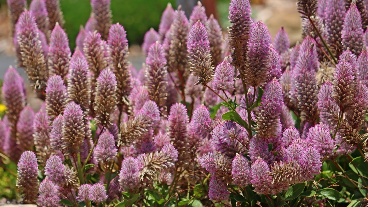 How to Plant, Grow, and Care for Pink Mulla Mulla