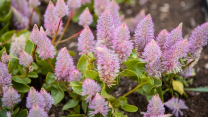 How to Plant, Grow, and Care for Pink Mulla Mulla