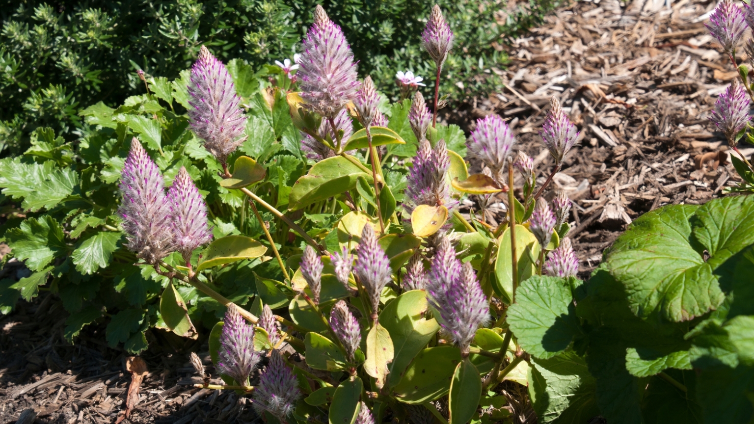 How to Plant, Grow, and Care for Pink Mulla Mulla