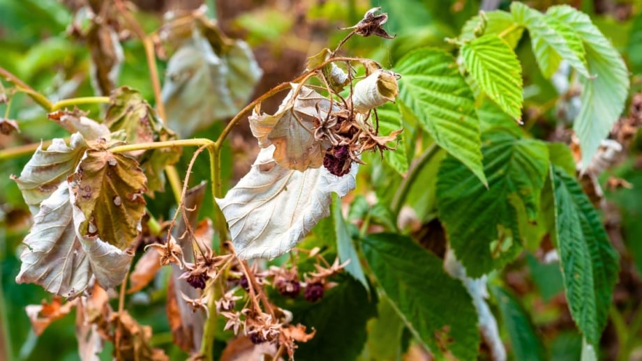 Why Your Garden Plants are Turning Yellow and How to Fix it