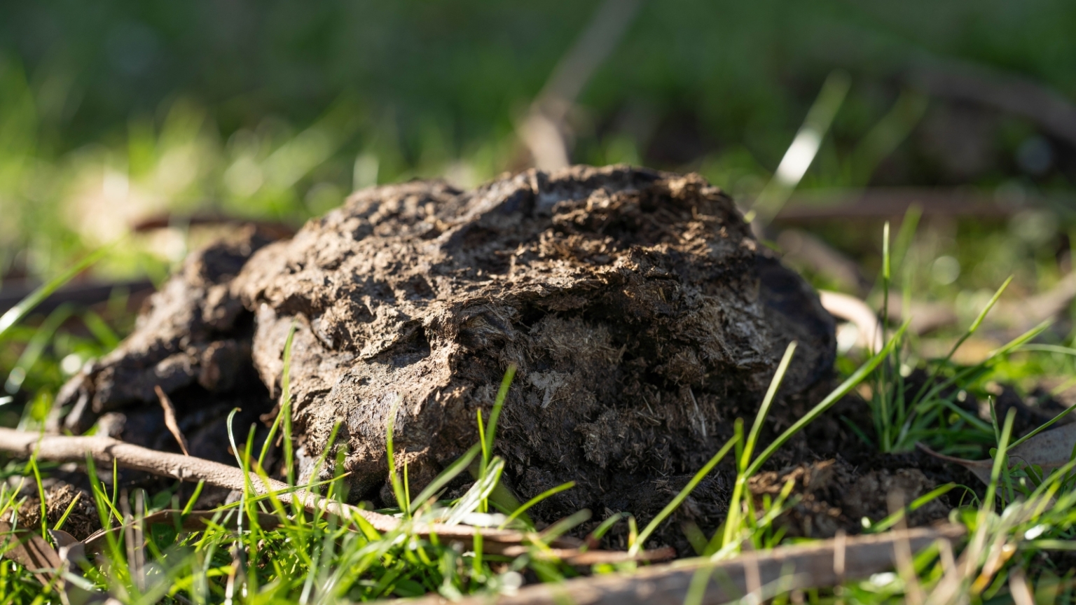 The Best Way to Use Cow Manure in the Garden