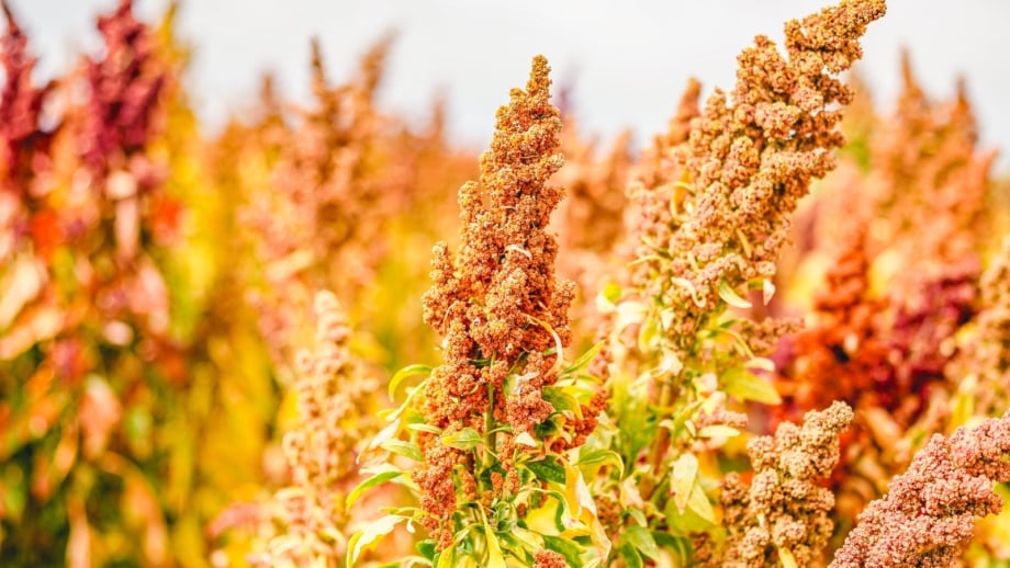 When and How to Harvest Quinoa