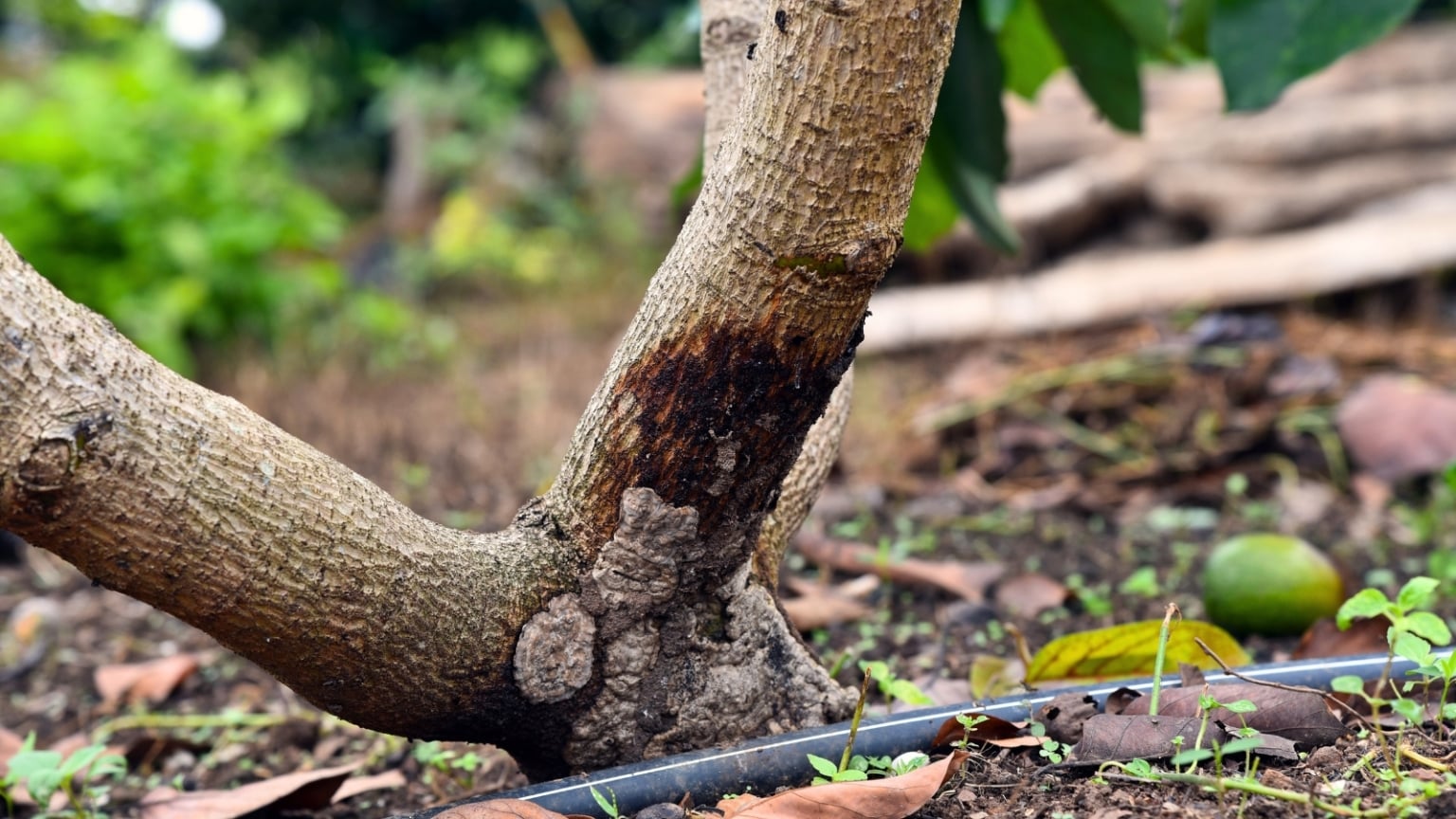 Late Summer Fruit Tree Diseases: What to Look For